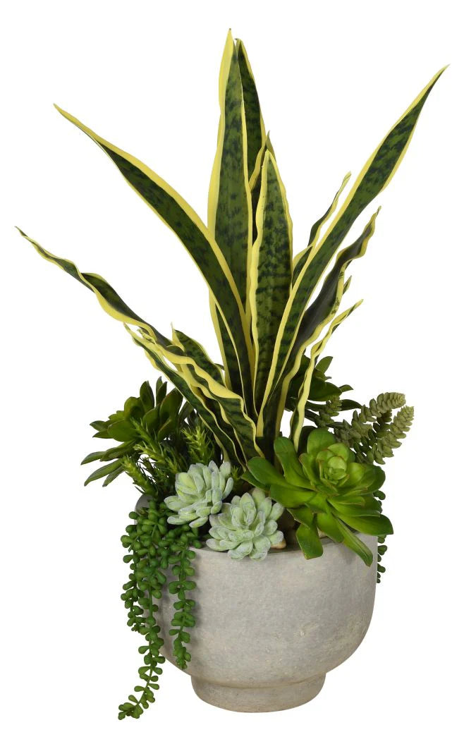 Allison Snake Plant Arrangement – T.O.B Associates