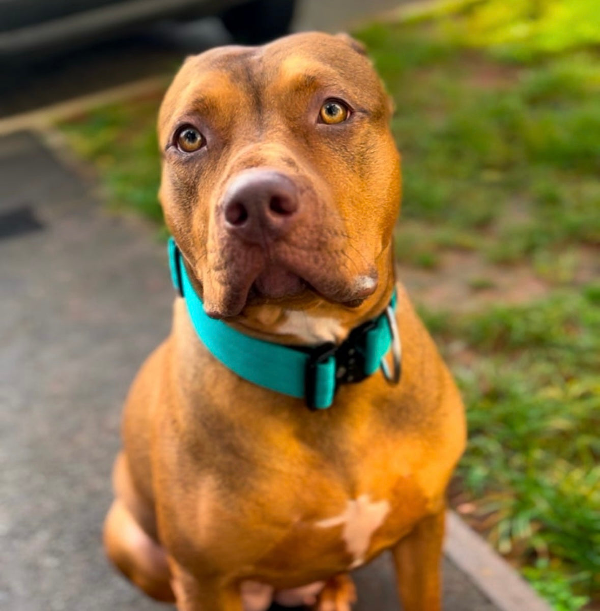 Devon Pillow- Soft Black – T.O.B Associates